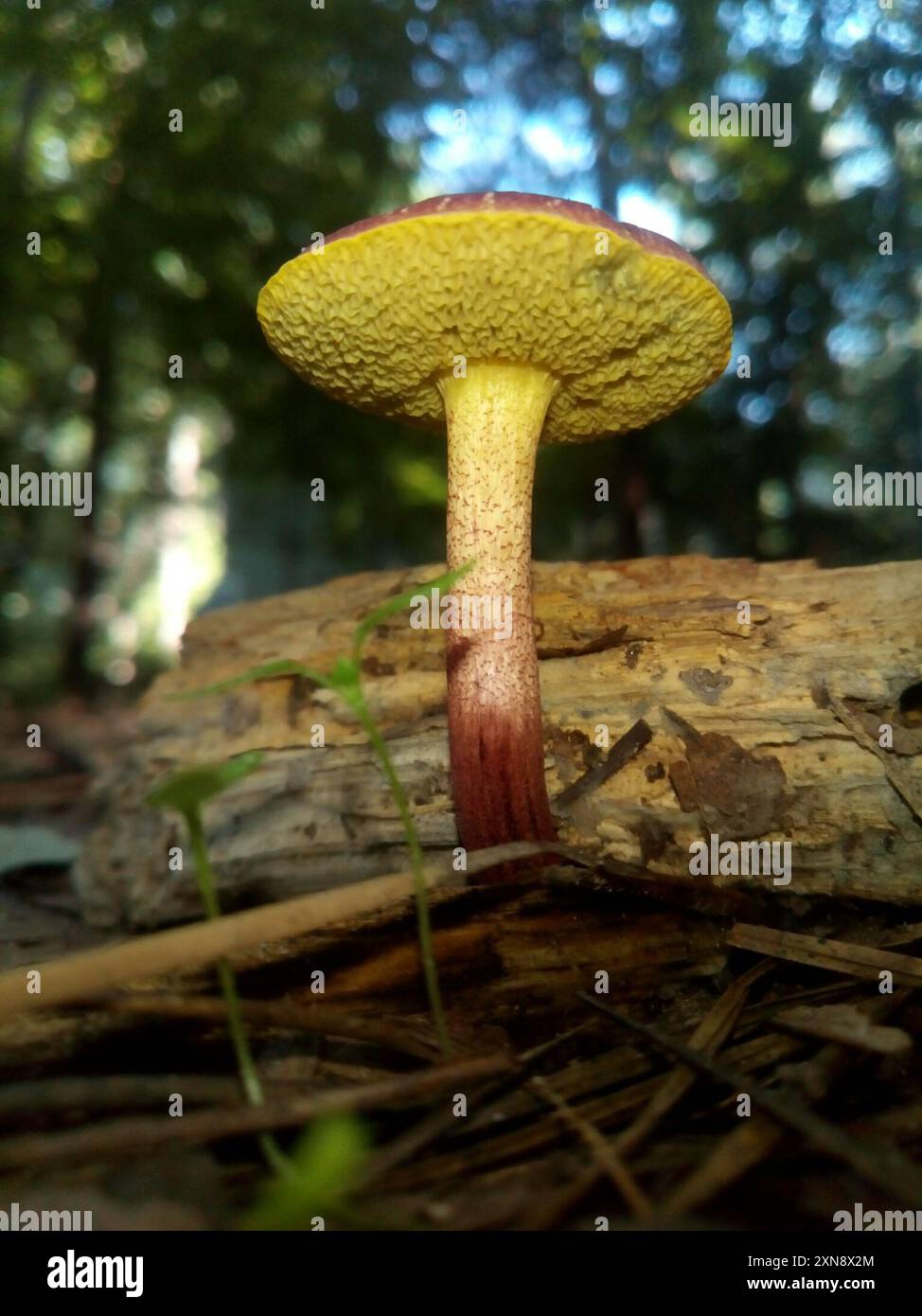 boletes (Boletaceae) Fungi Stock Photo - Alamy