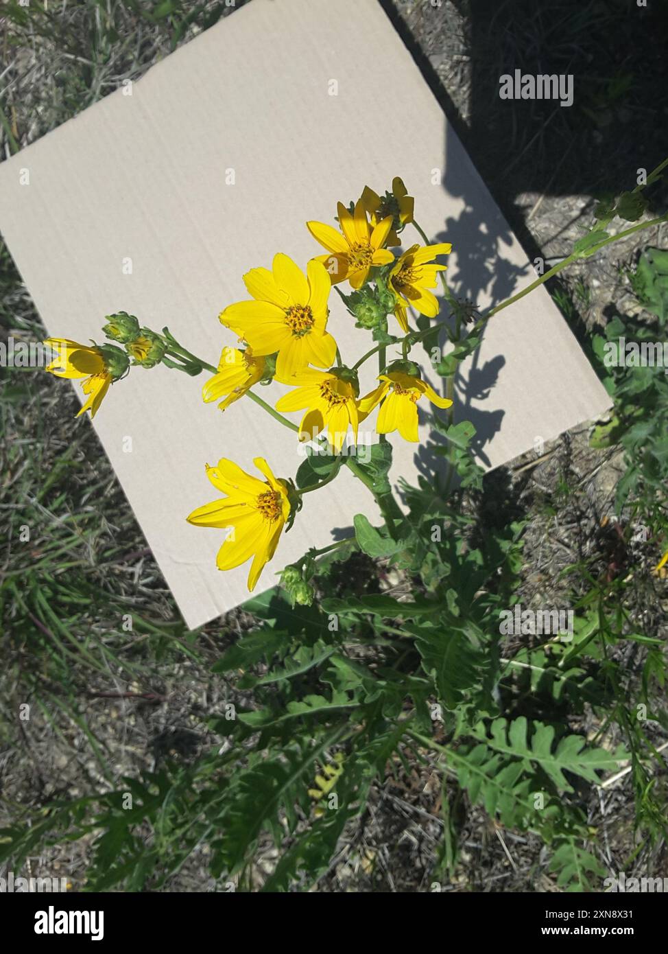 Engelmann daisy (Engelmannia peristenia) Plantae Stock Photo - Alamy