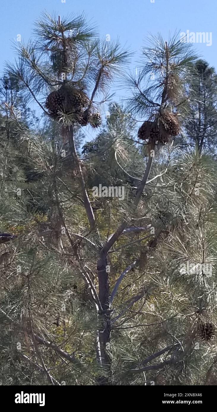 Coulter pine (Pinus coulteri) Plantae Stock Photo - Alamy