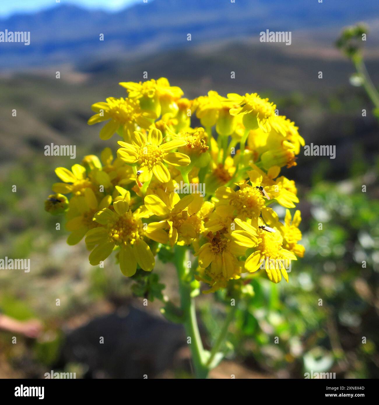 Poorflower Babooncabbage (Othonna parviflora) Plantae Stock Photo - Alamy