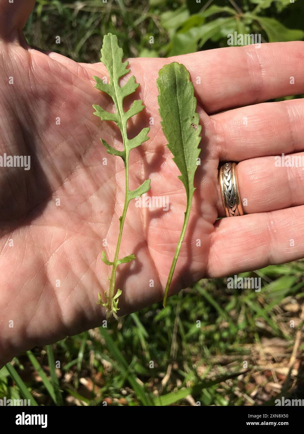 balsam ragwort (Packera paupercula) Plantae Stock Photo - Alamy