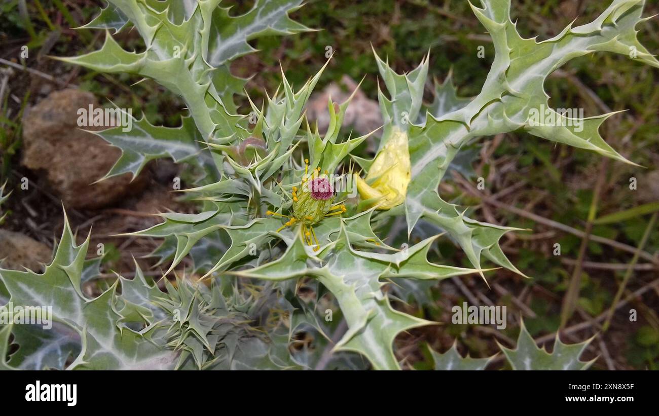 Mexican Poppy (Argemone ochroleuca) Plantae Stock Photo - Alamy