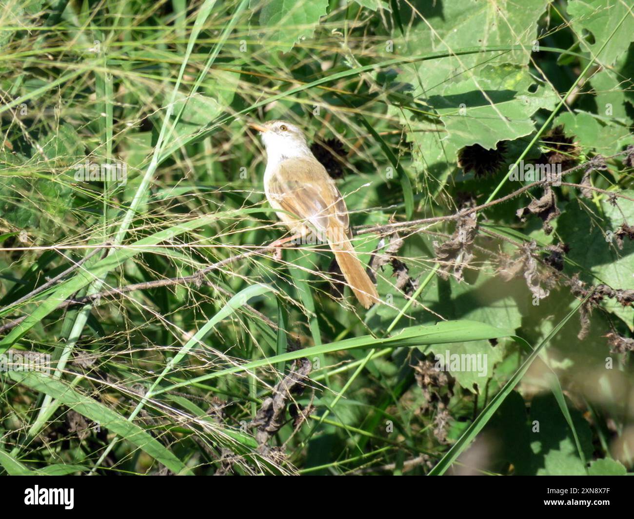 Tawny-flanked Prinia (Prinia subflava) Aves Stock Photo - Alamy