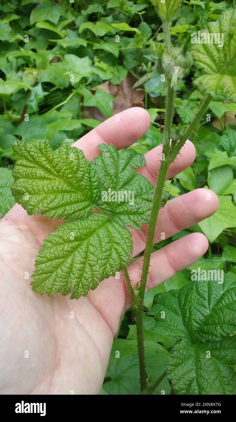 trailing blackberry (Rubus ursinus) Plantae Stock Photo - Alamy