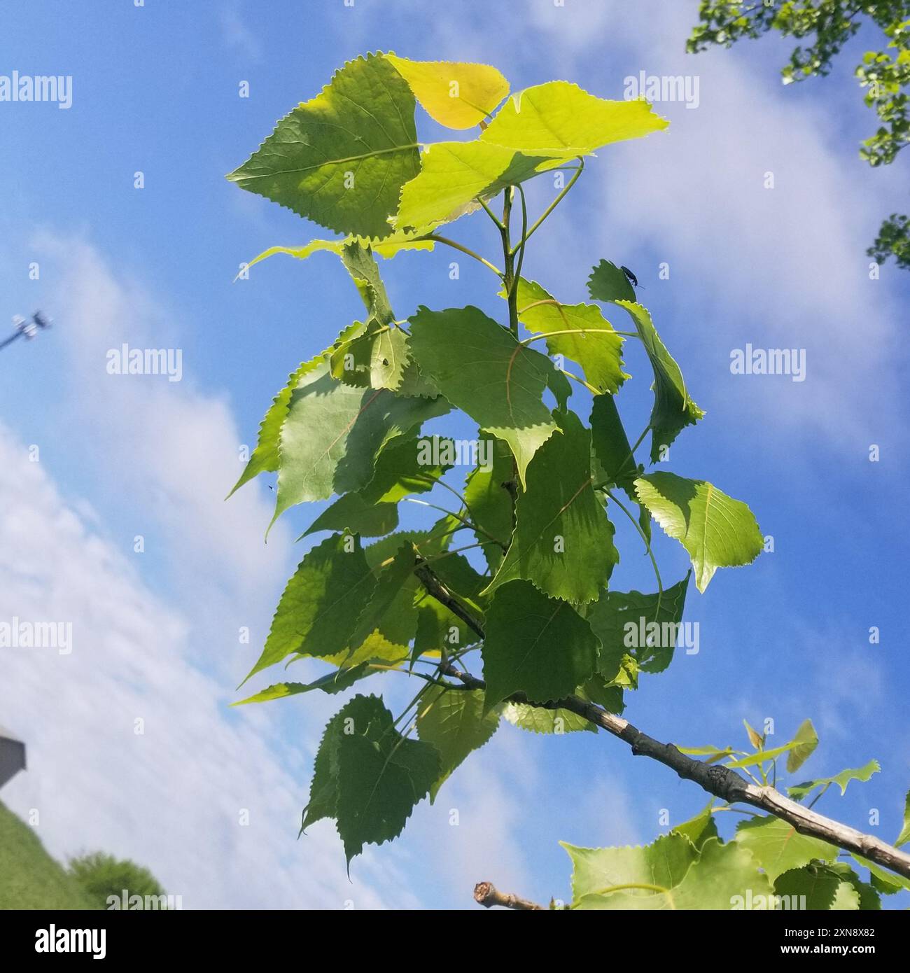 Eastern Cottonwood (Populus deltoides) Plantae Stock Photo - Alamy
