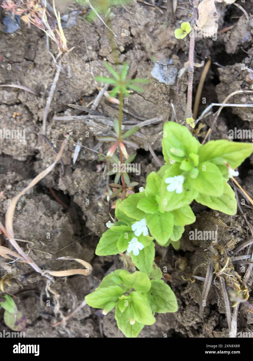 yerba buena (Clinopodium douglasii) Plantae Stock Photo - Alamy