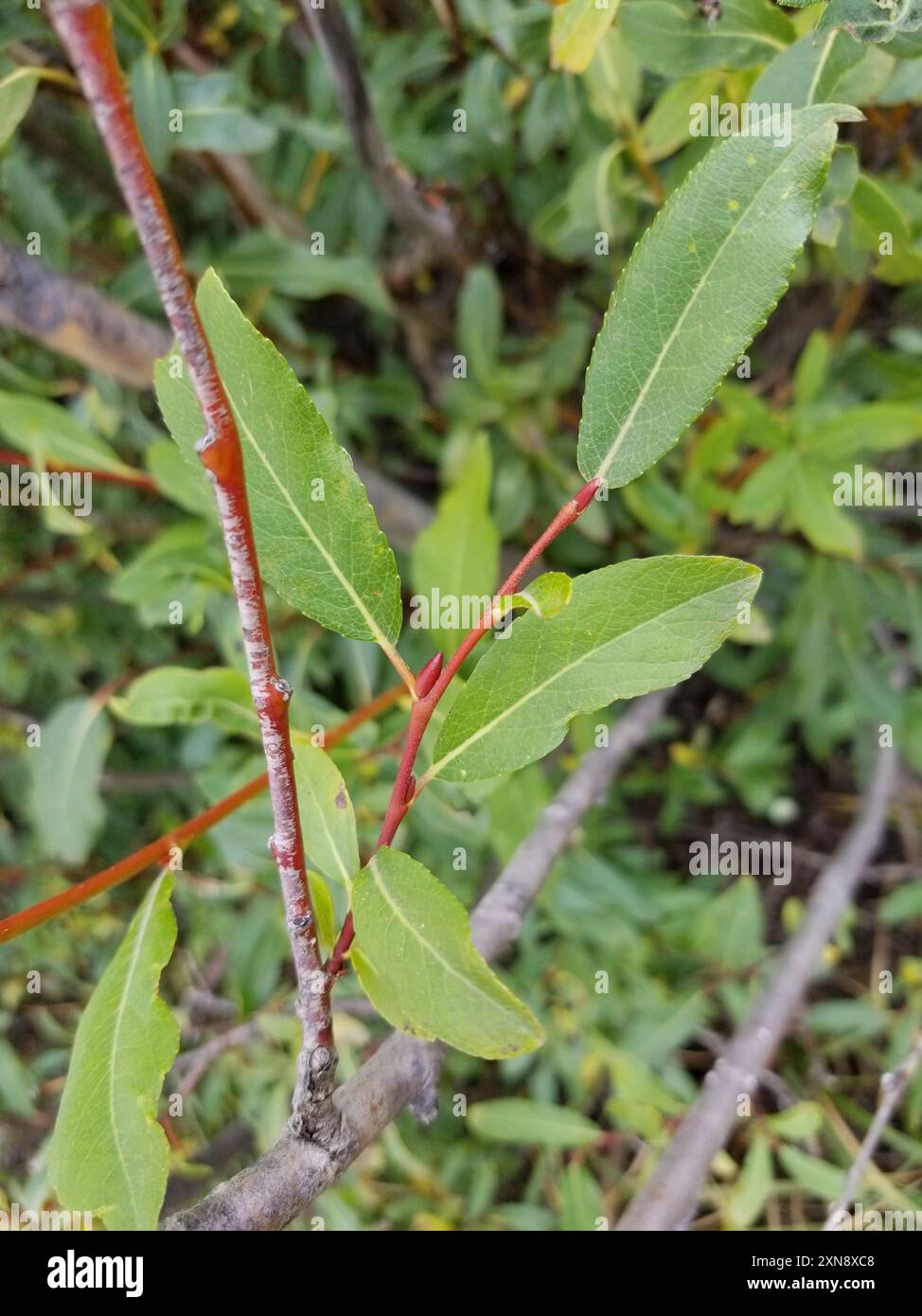 bebb's willow (Salix bebbiana) Plantae Stock Photo - Alamy