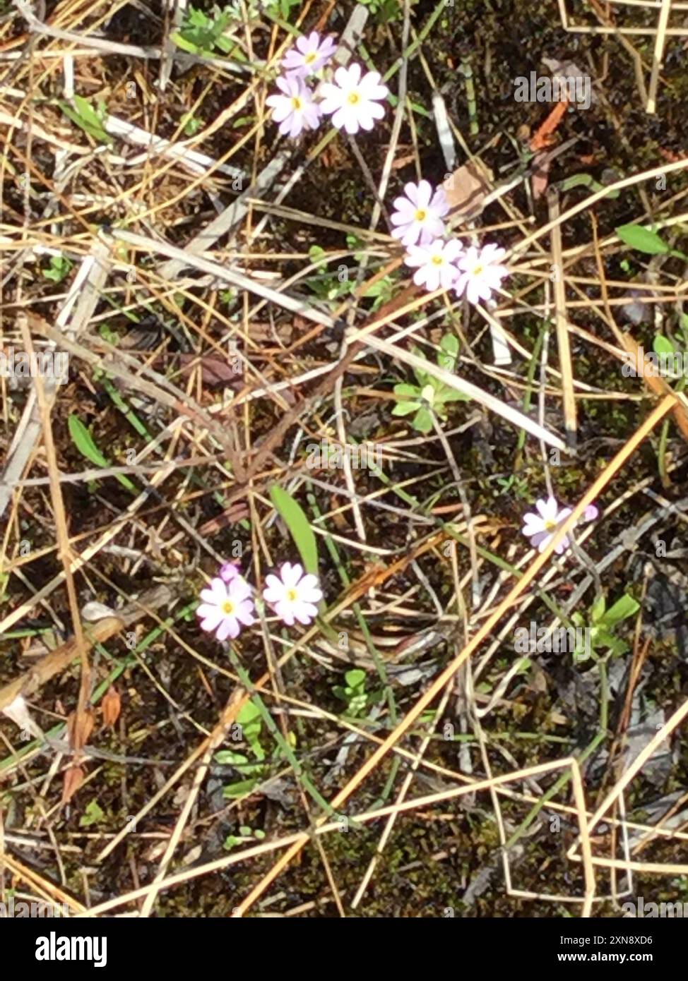 Mistassini Primrose (Primula mistassinica) Plantae Stock Photo - Alamy