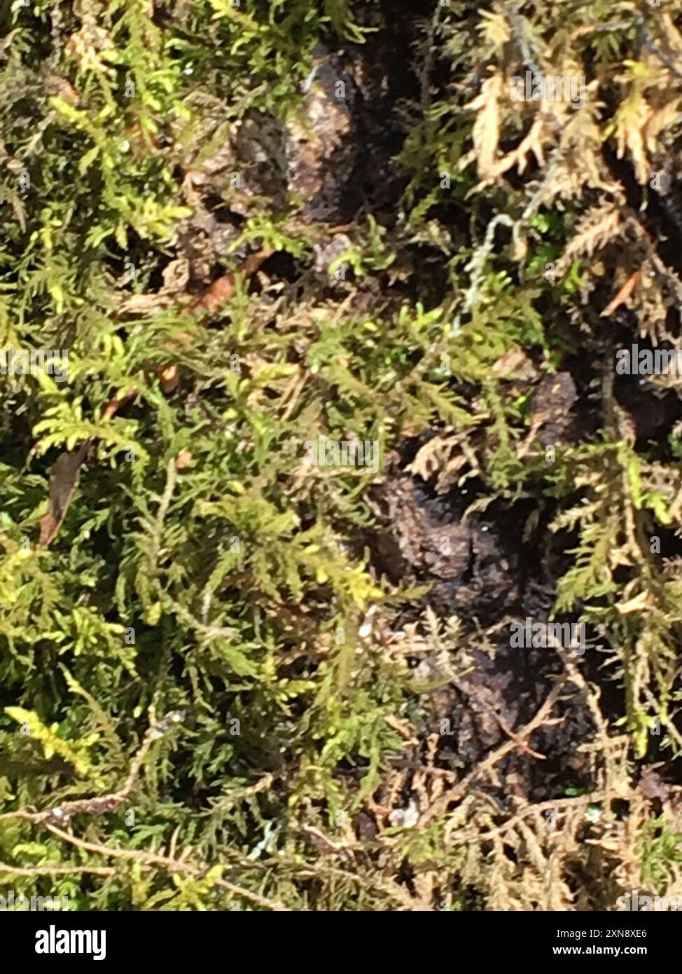 delicate fern moss (Thuidium delicatulum) Plantae Stock Photo - Alamy