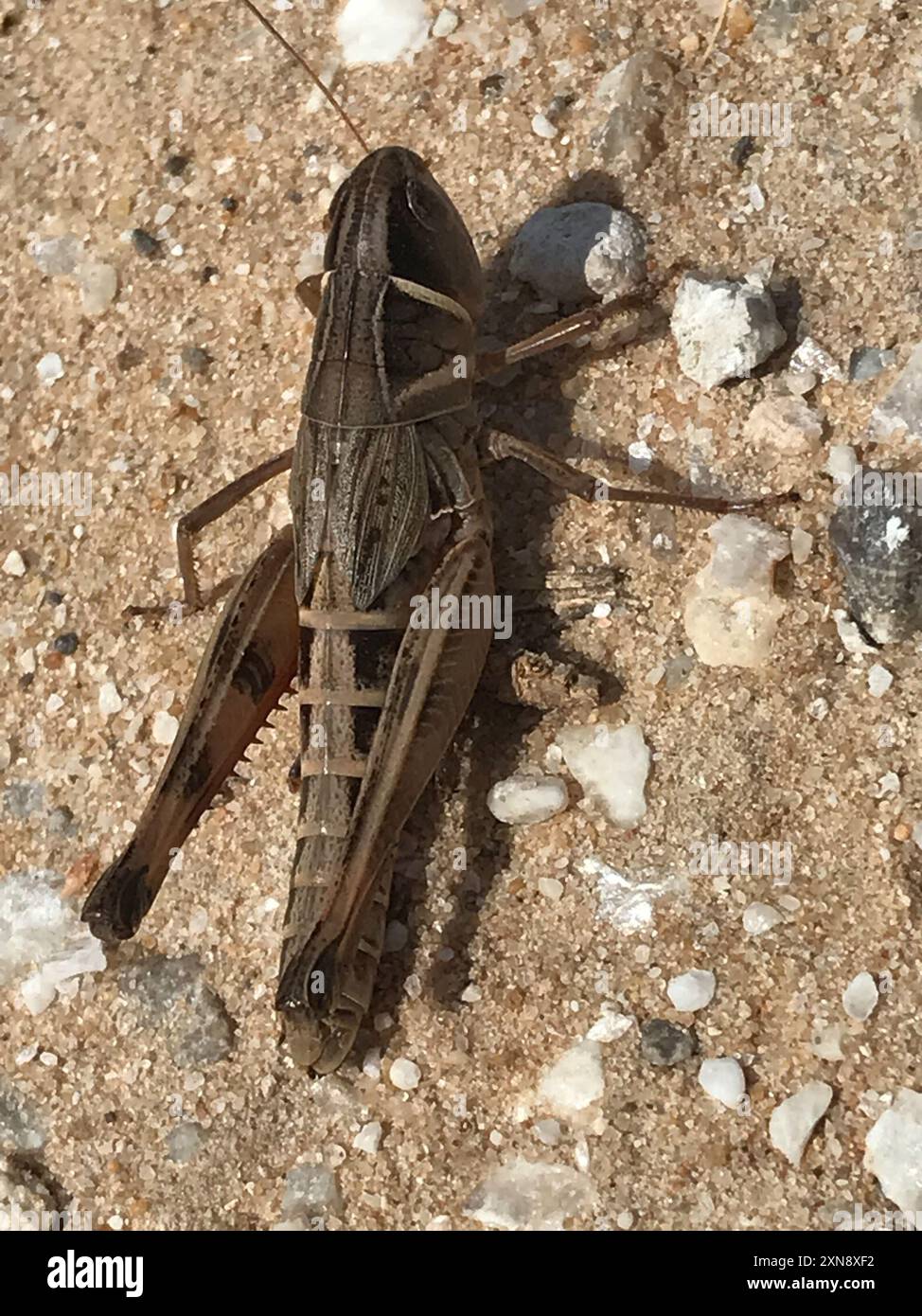 Short-winged Boopie (Boopedon auriventris) Insecta Stock Photo - Alamy