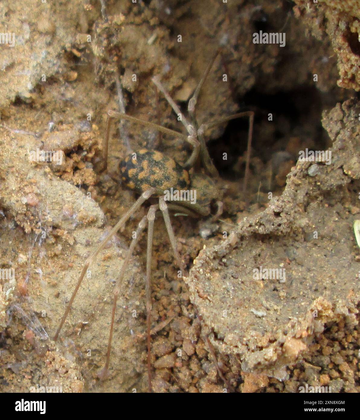 Recluse Spiders (Loxosceles) Arachnida Stock Photo - Alamy