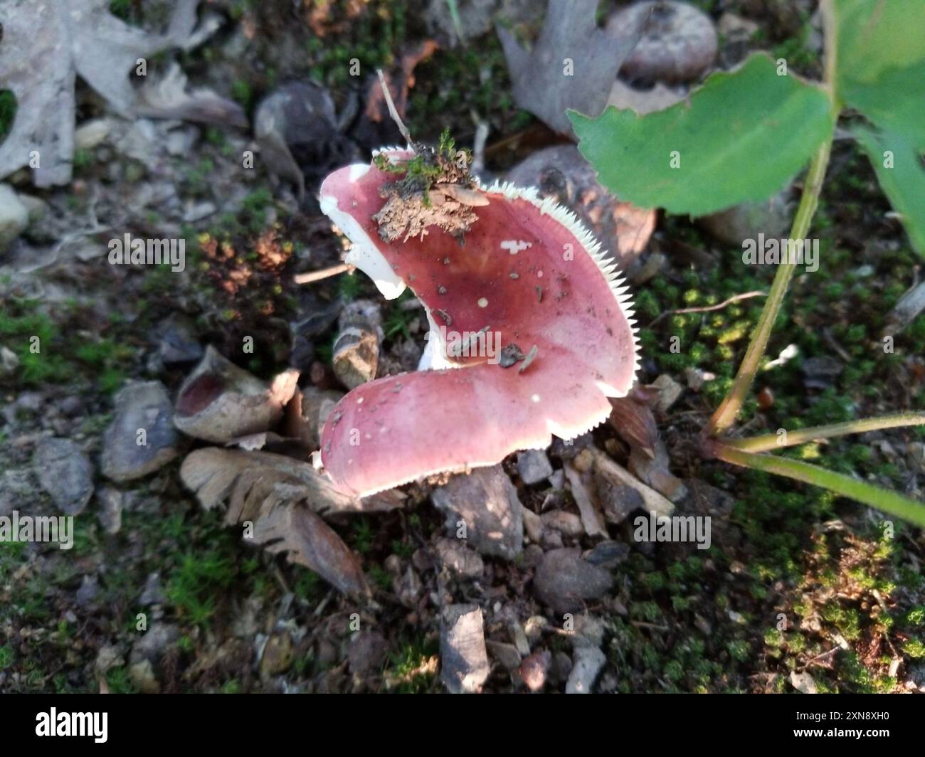 blood red russula (Russula rosacea) Fungi Stock Photo - Alamy