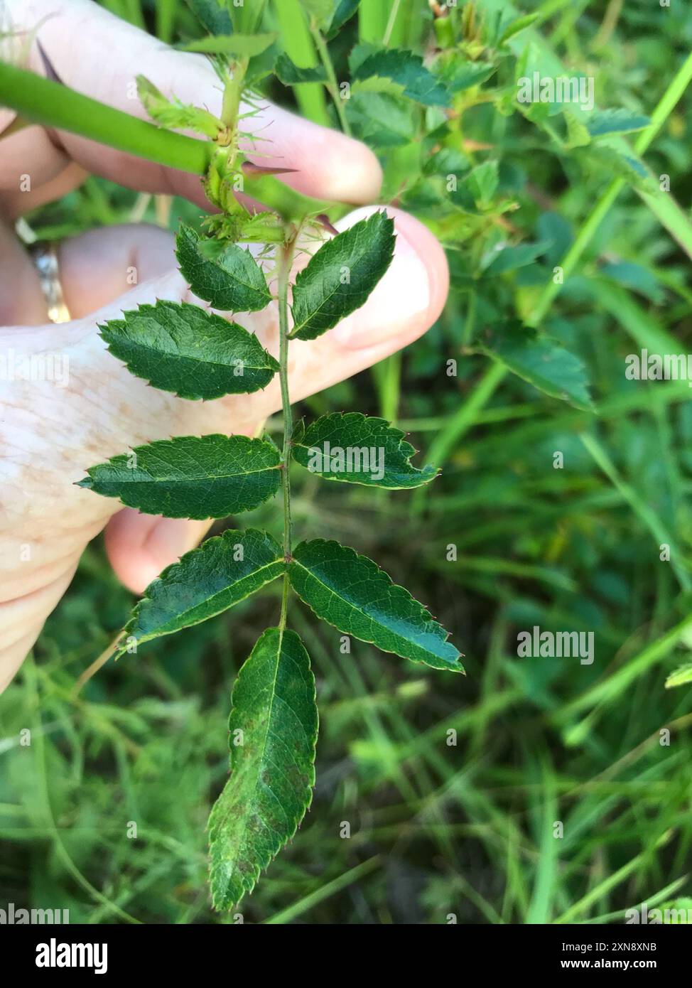multiflora rose (Rosa multiflora) Plantae Stock Photo - Alamy