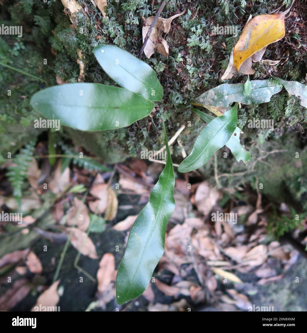 Buck Tongue Fern (Elaphoglossum angustatum) Plantae Stock Photo - Alamy