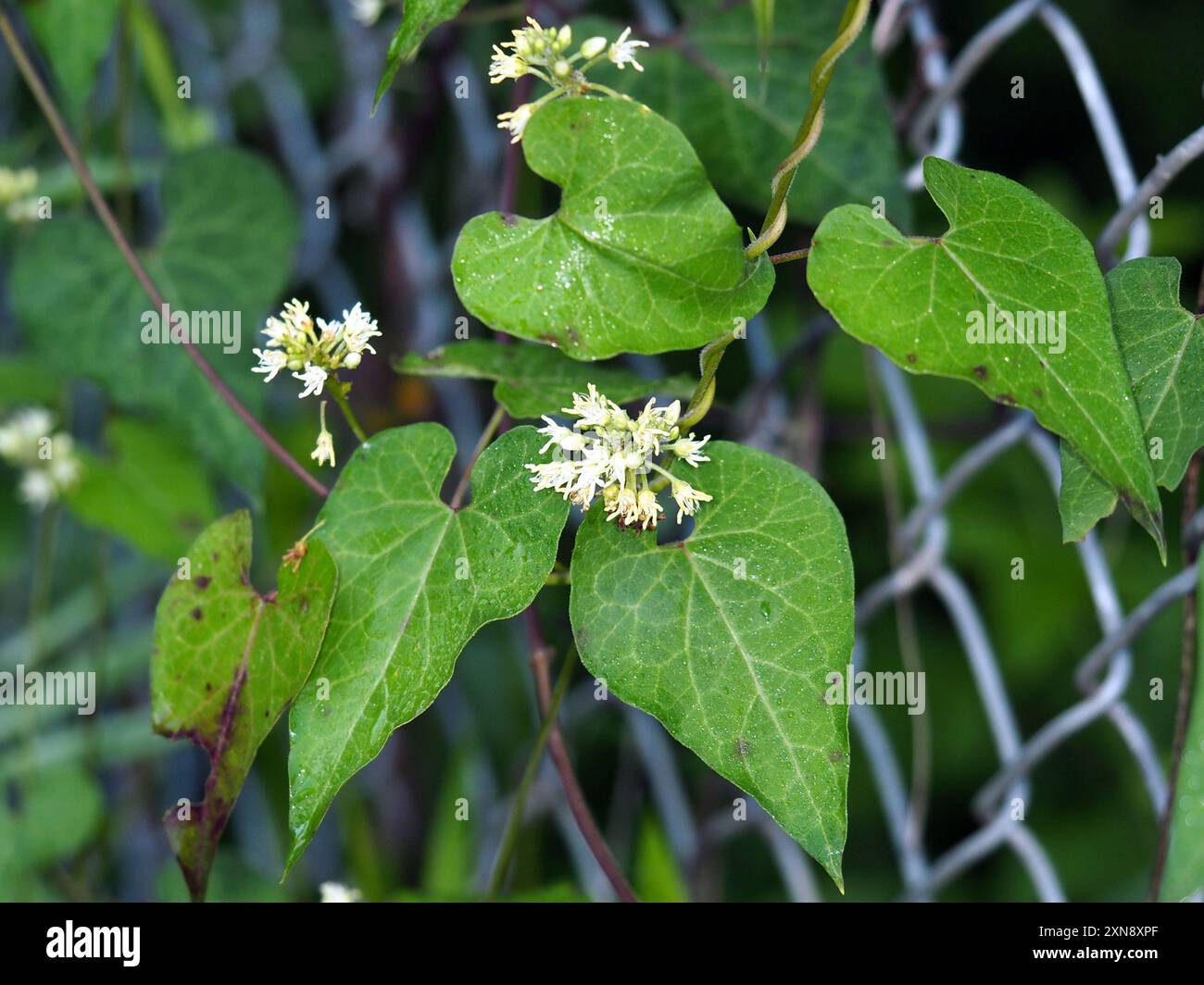 honey-vine climbing milkweed (Cynanchum laeve) Plantae Stock Photo - Alamy