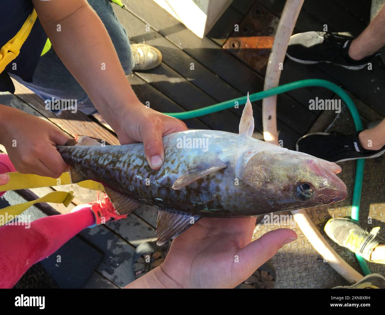Pacific Cod (Gadus macrocephalus) Actinopterygii Stock Photo - Alamy
