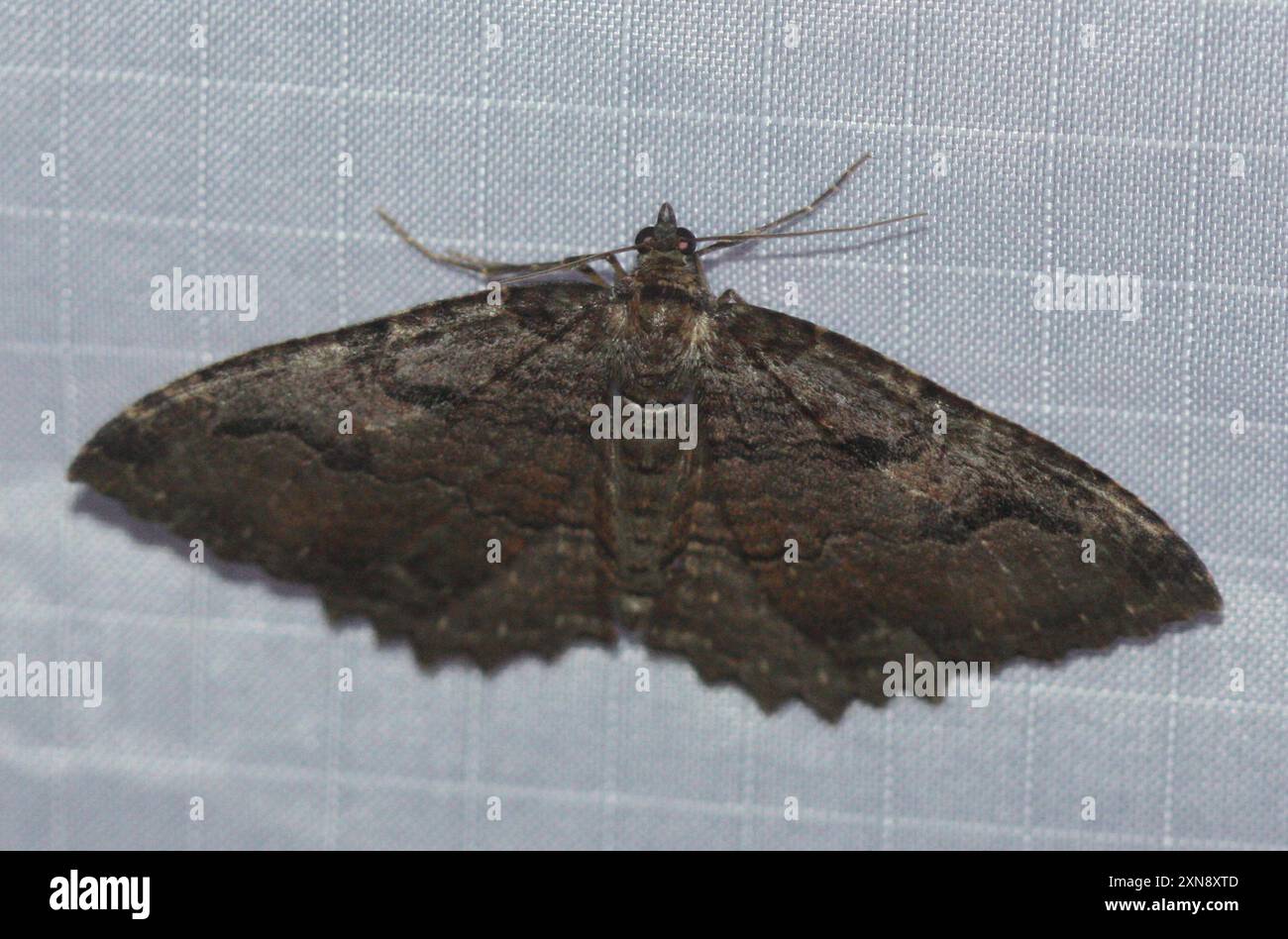 Tissue Moth (Triphosa haesitata) Insecta Stock Photo - Alamy