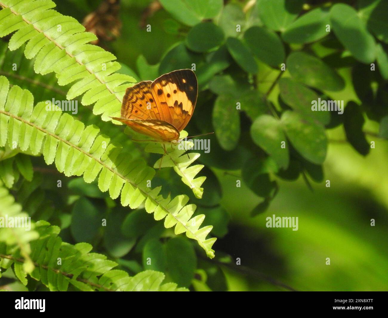 Cupha erymanthis hi-res stock photography and images - Alamy