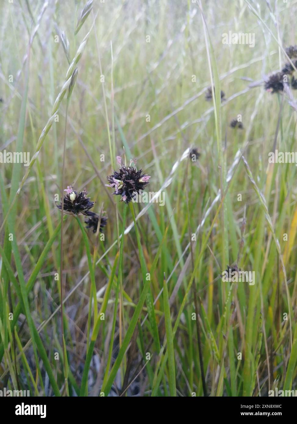 Xiphioides hi-res stock photography and images - Alamy