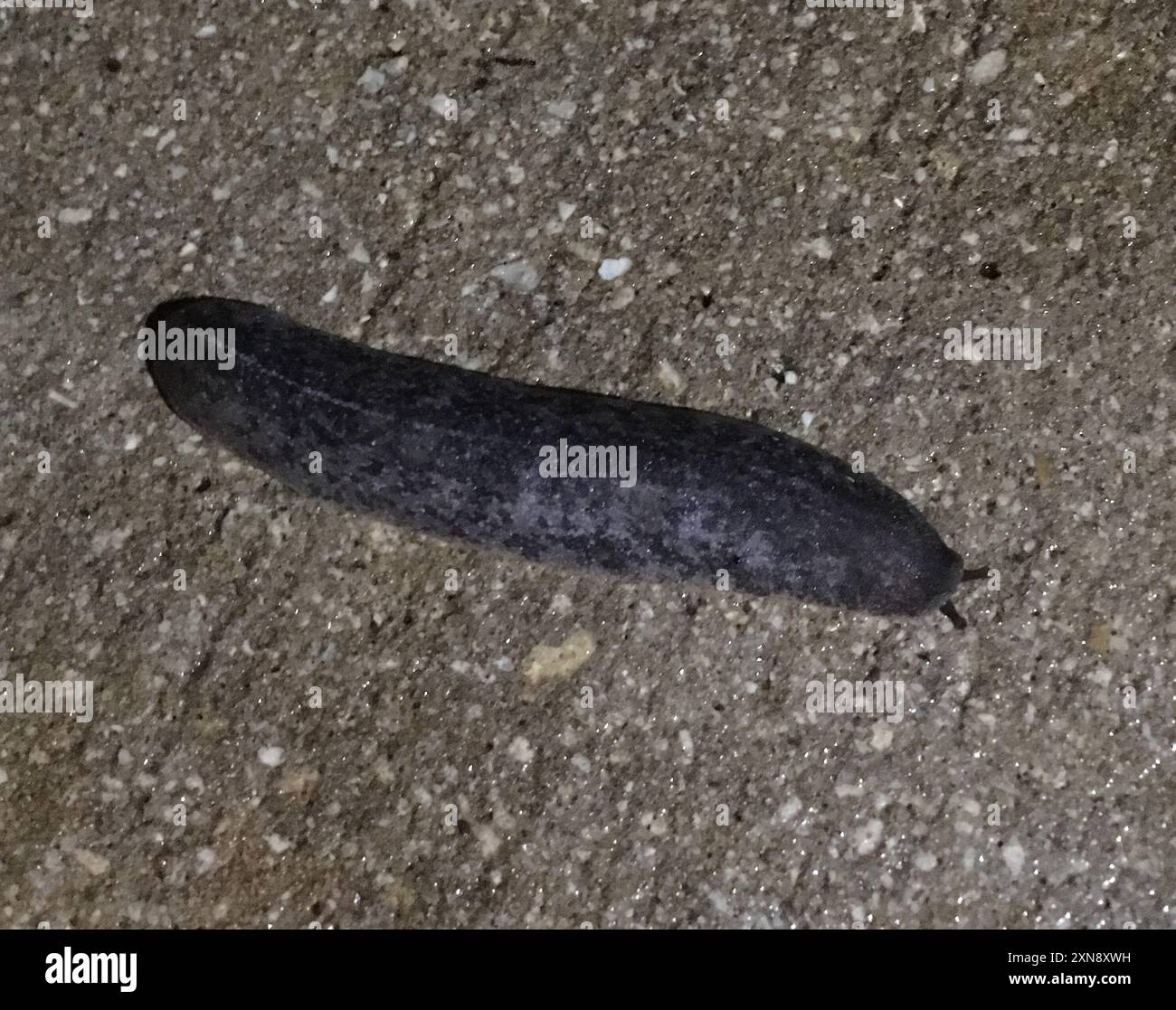 Florida Leatherleaf Slug (Leidyula floridana) Mollusca Stock Photo - Alamy