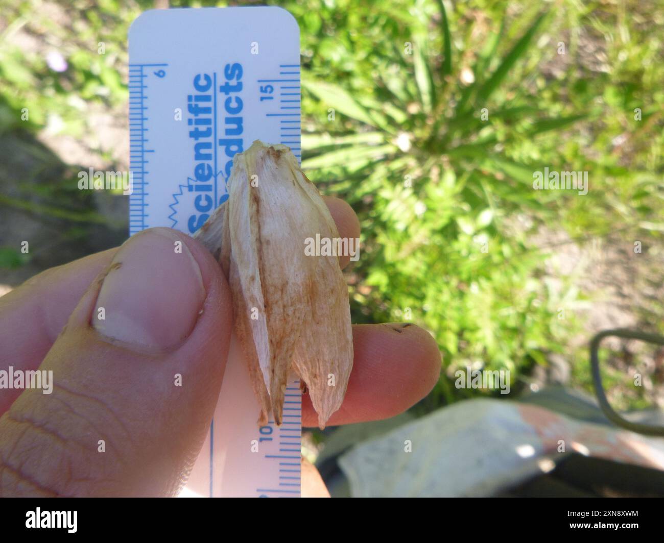 Weak-leaf Yucca (Yucca flaccida) Plantae Stock Photo - Alamy