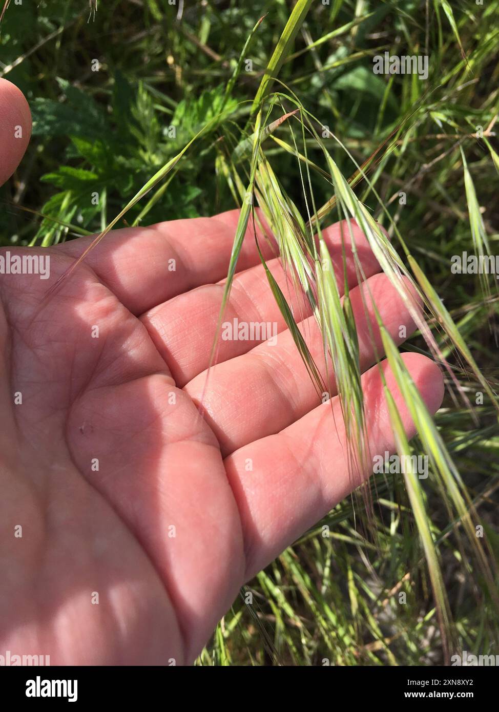 Cheatgrass (Bromus tectorum) Plantae Stock Photo - Alamy