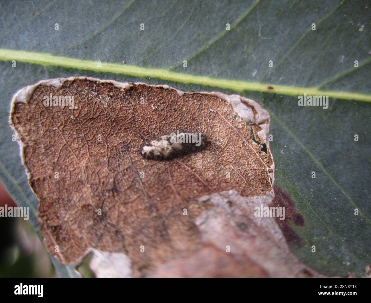 Insects (Insecta) Insecta Stock Photo - Alamy