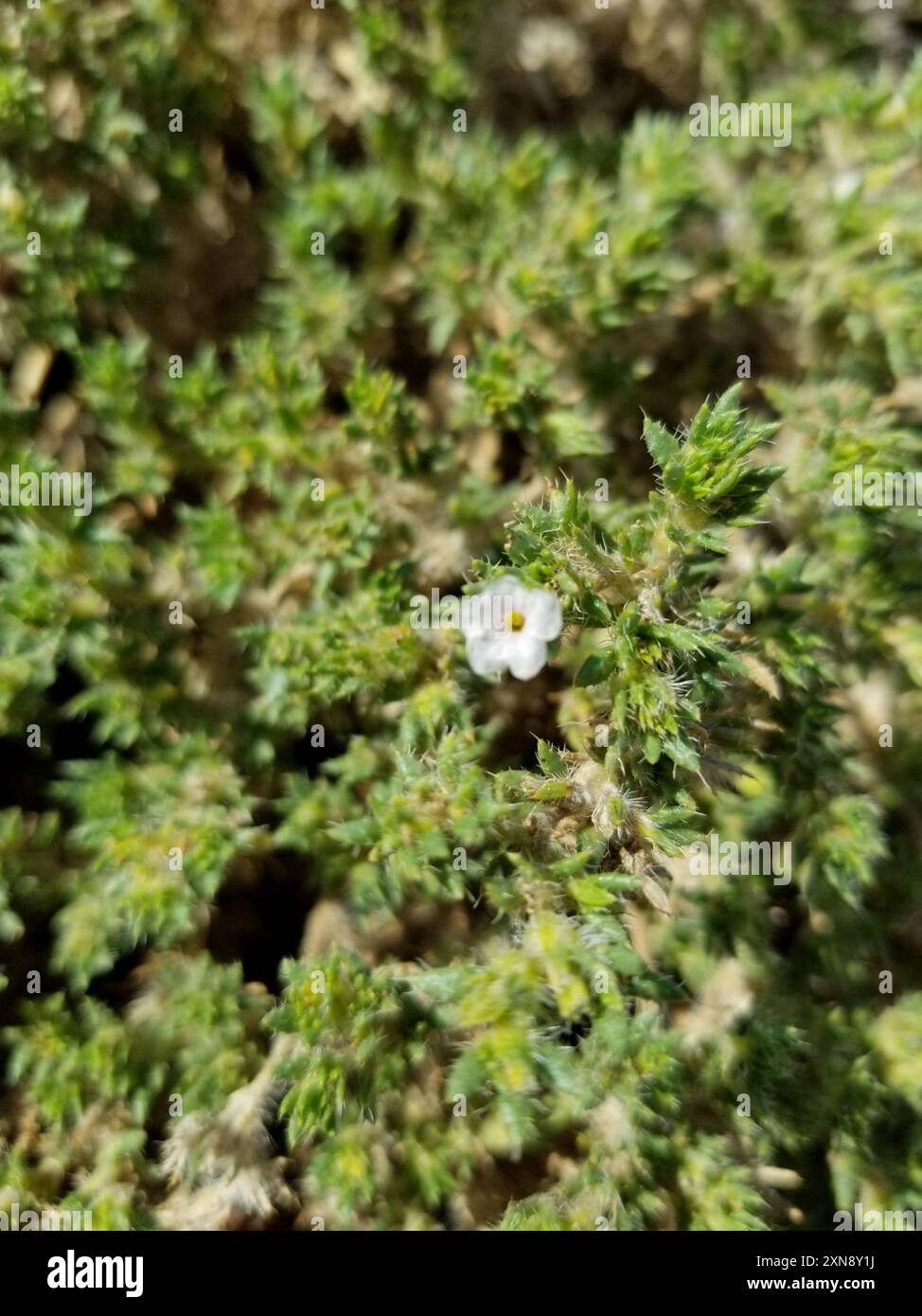 Crinklemat tiquilia latior hi-res stock photography and images - Alamy