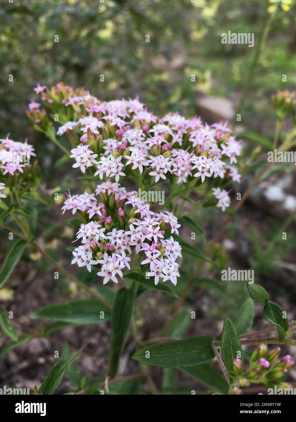 Candyleaf hi-res stock photography and images - Alamy