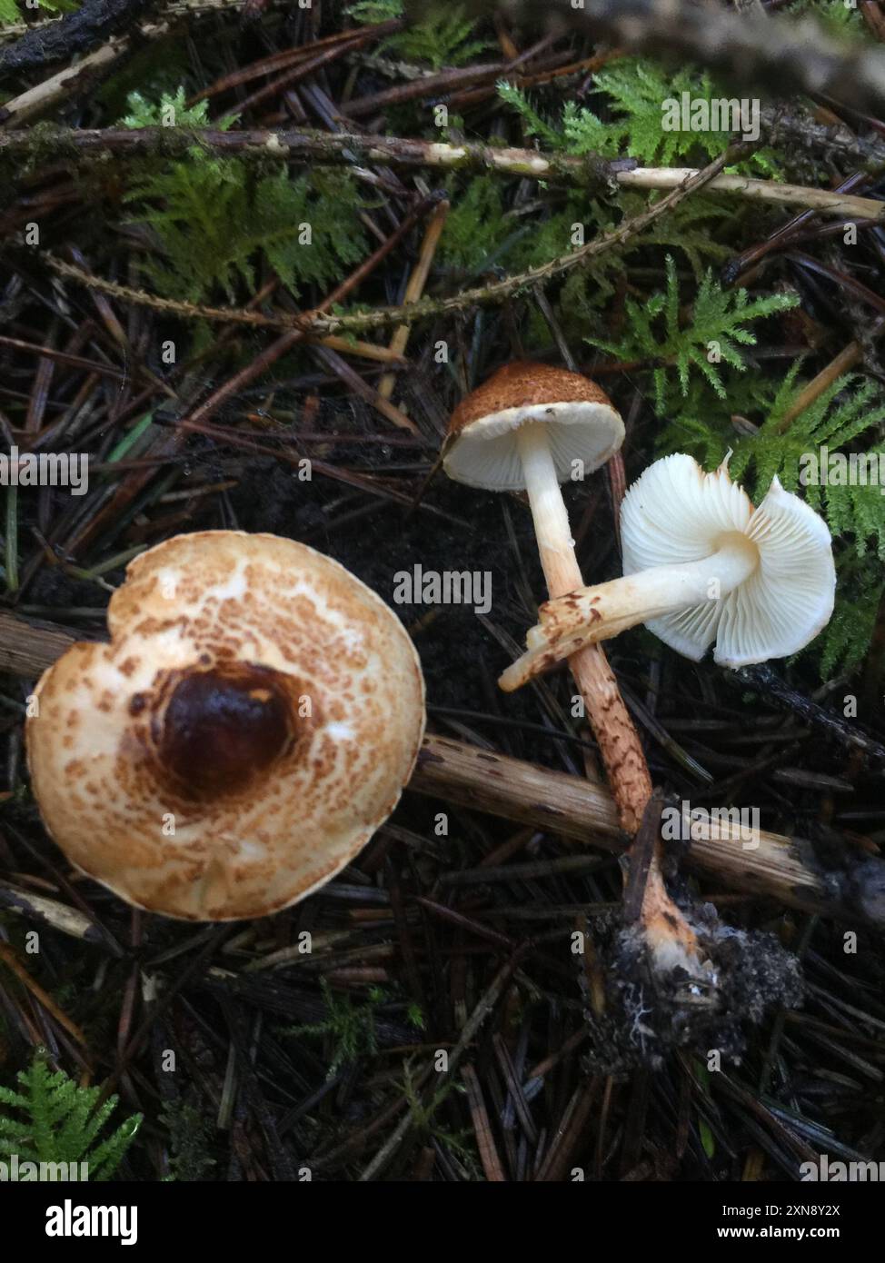 Chestnut dapperling lepiota castanea hi-res stock photography and ...