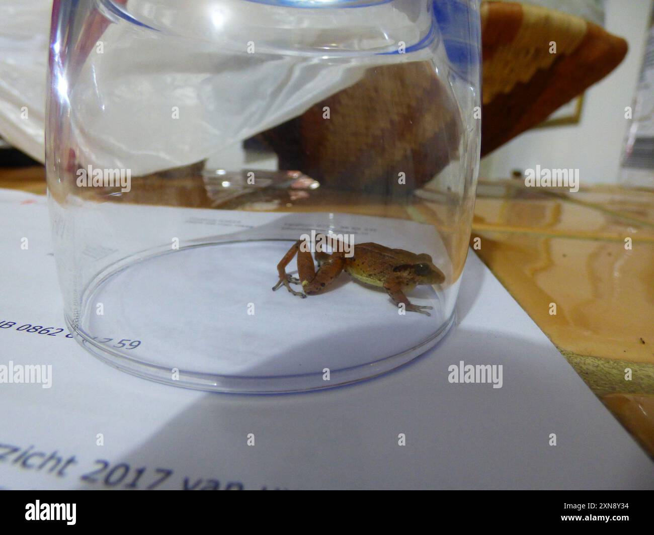 Rain and Robber Frogs (Pristimantis) Amphibia Stock Photo - Alamy