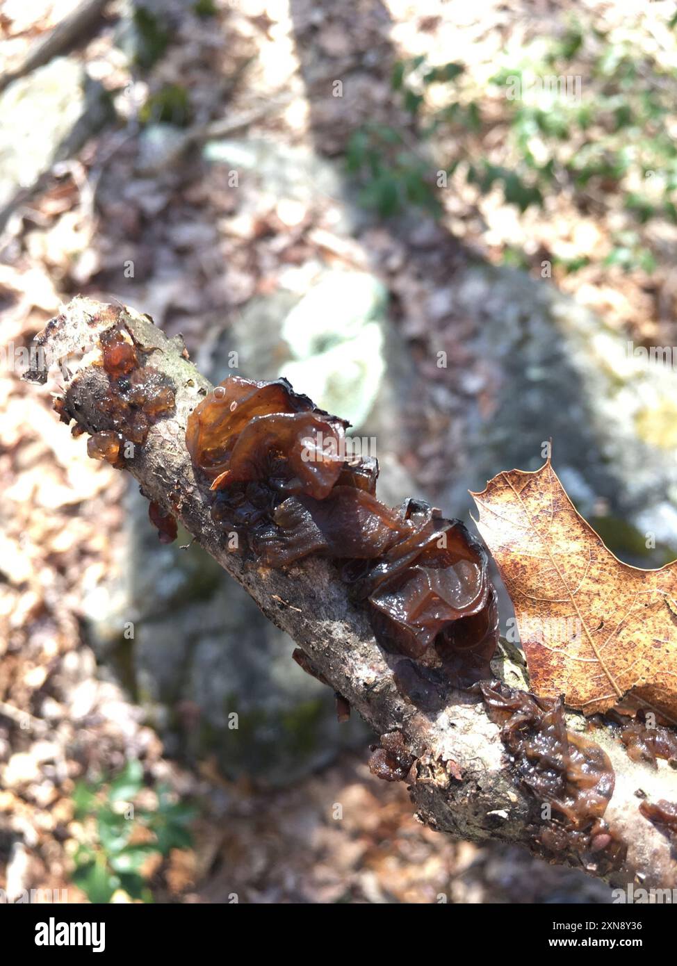 Exidia crenata hi-res stock photography and images - Alamy