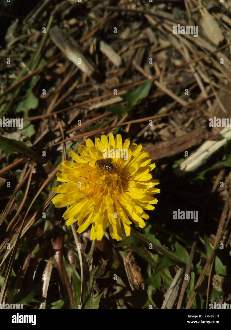Eastern Calligrapher (Toxomerus geminatus) Insecta Stock Photo - Alamy