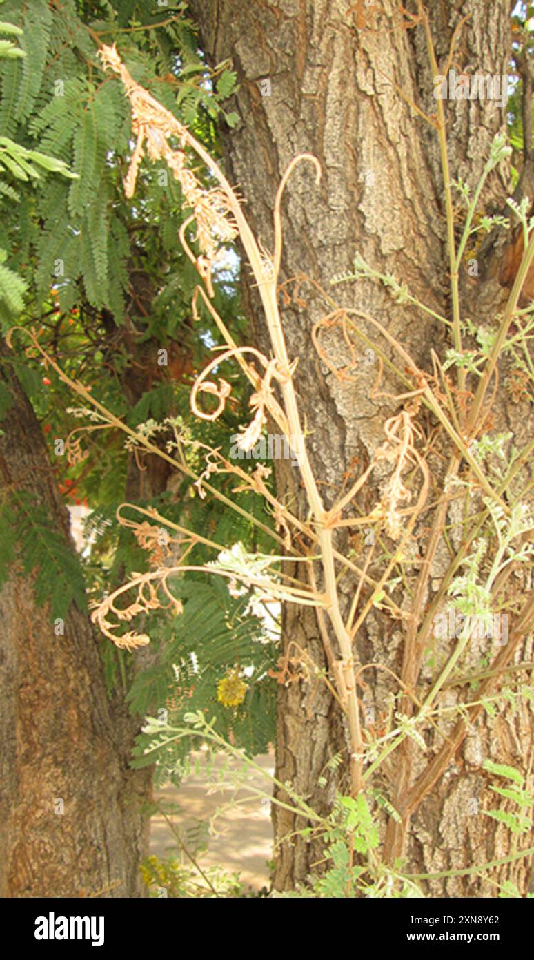 Weeping wattle (Peltophorum africanum) Plantae Stock Photo - Alamy