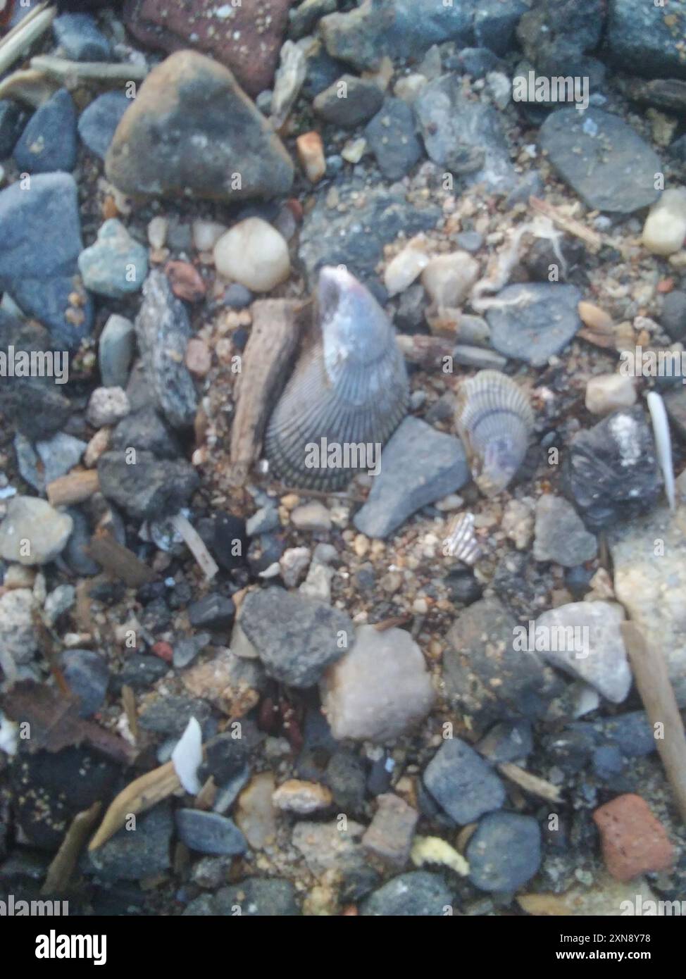 Hooked Mussel (Ischadium recurvum) Mollusca Stock Photo - Alamy