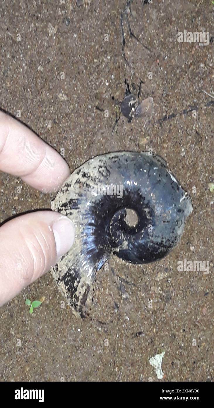 Kauri Snail (Paryphanta busbyi) Mollusca Stock Photo - Alamy