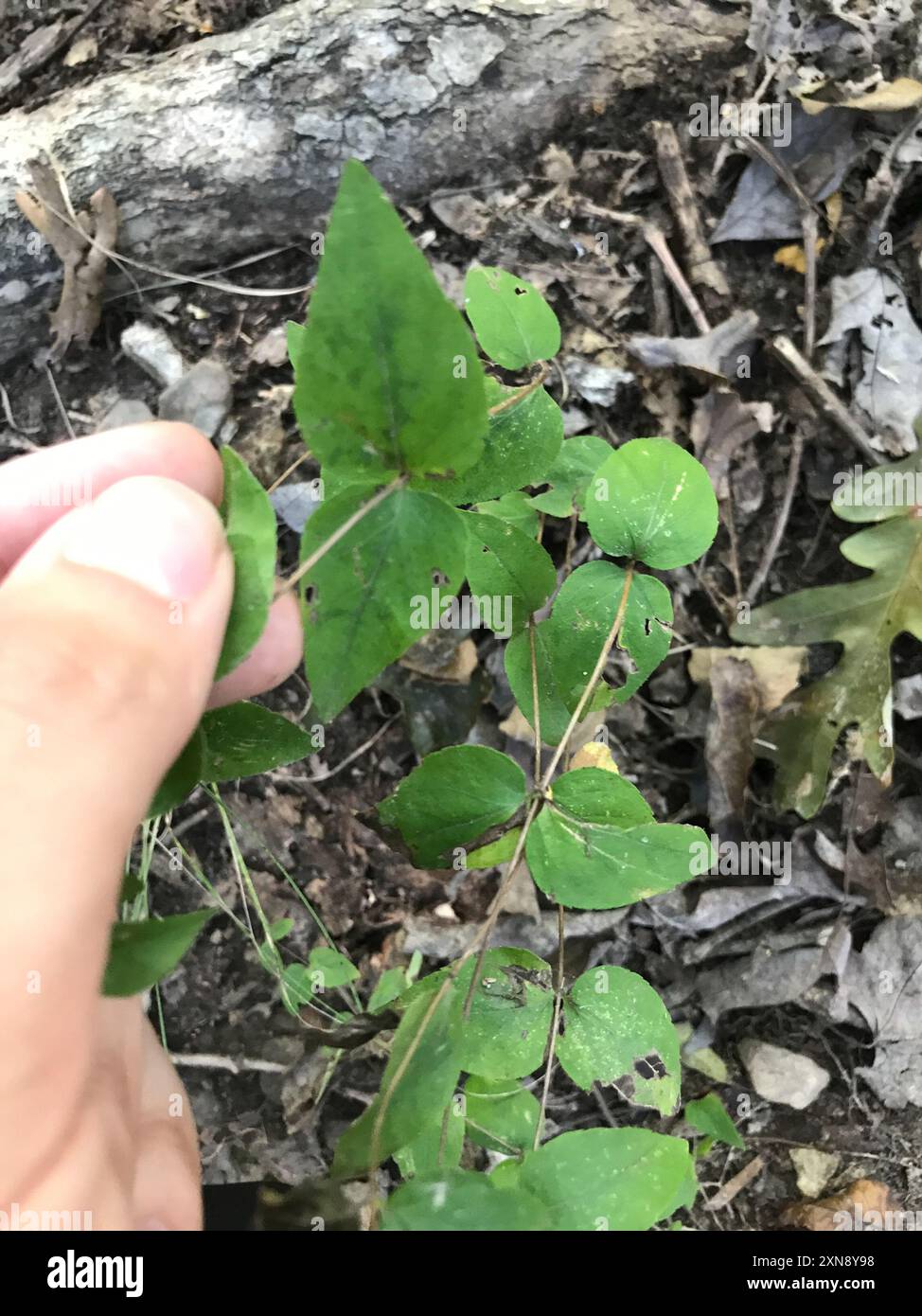 common dittany (Cunila origanoides) Plantae Stock Photo - Alamy