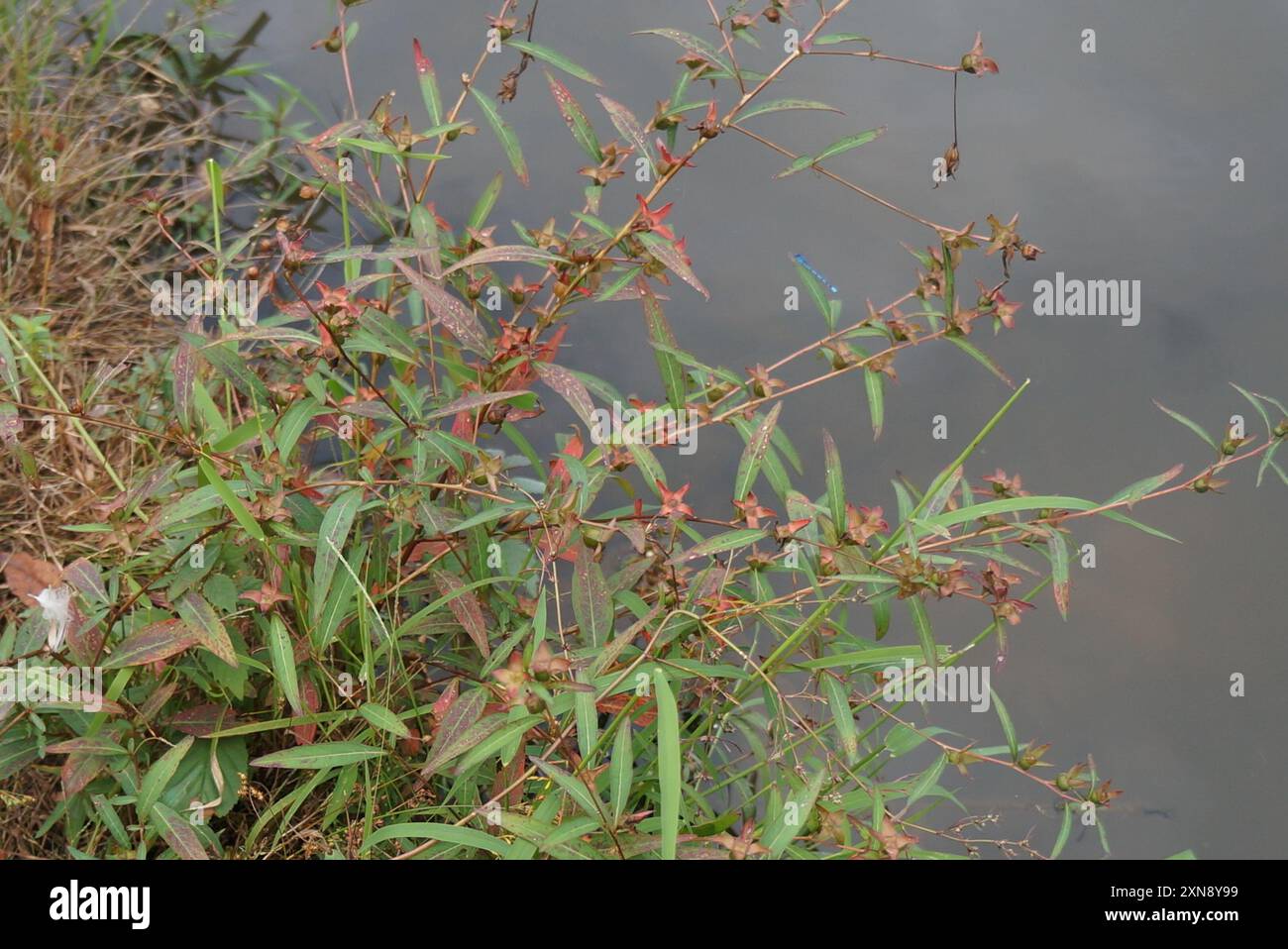 Seedbox (Ludwigia alternifolia) Plantae Stock Photo - Alamy
