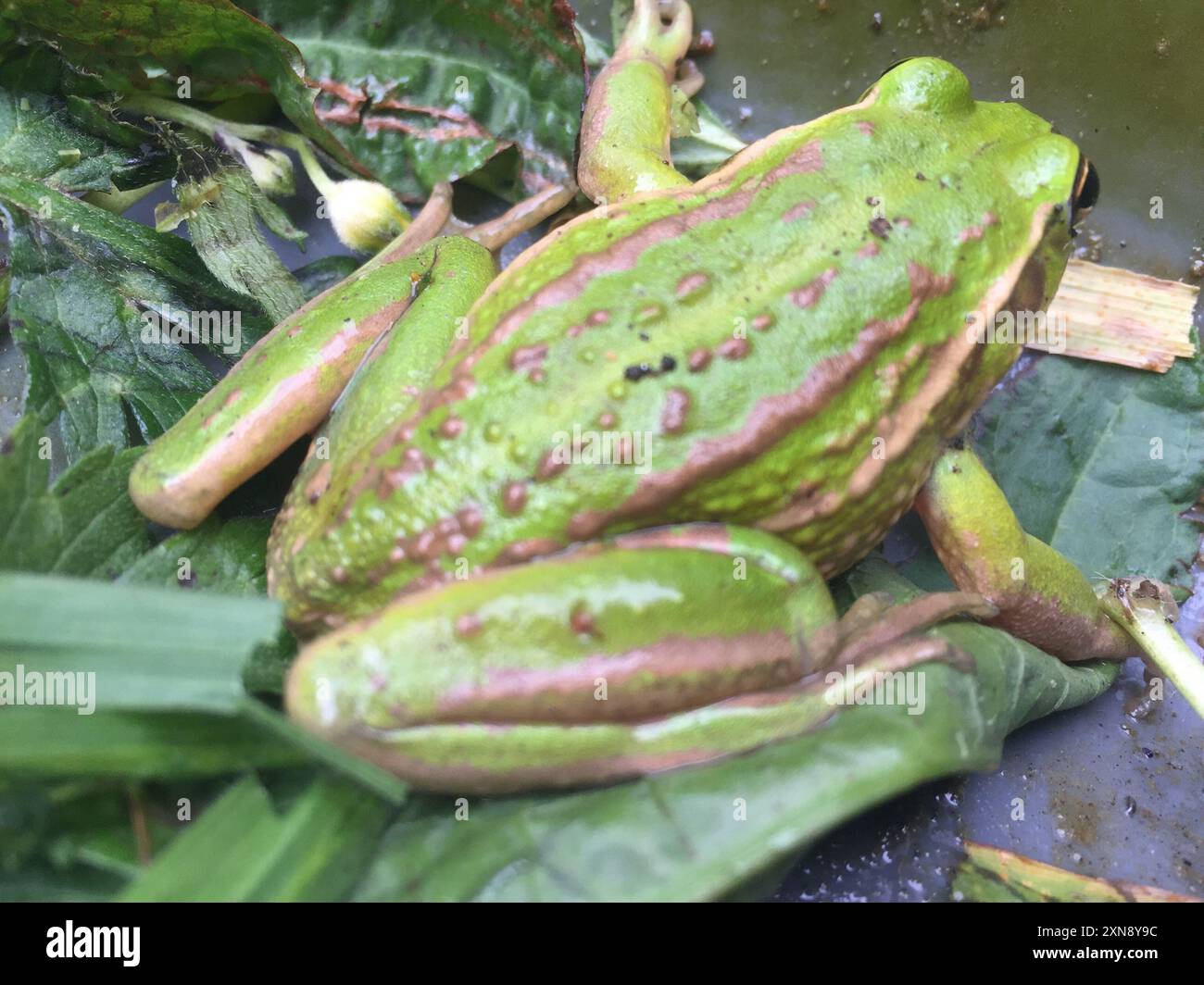 Southern Bell Frog (Ranoidea raniformis) Amphibia Stock Photo - Alamy