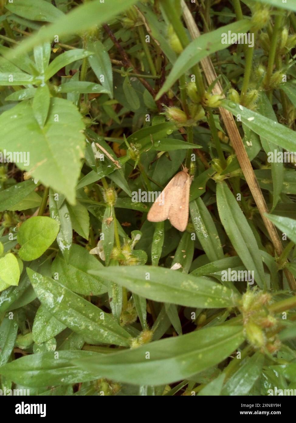 White-speck Moth (Mythimna unipuncta) Insecta Stock Photo - Alamy