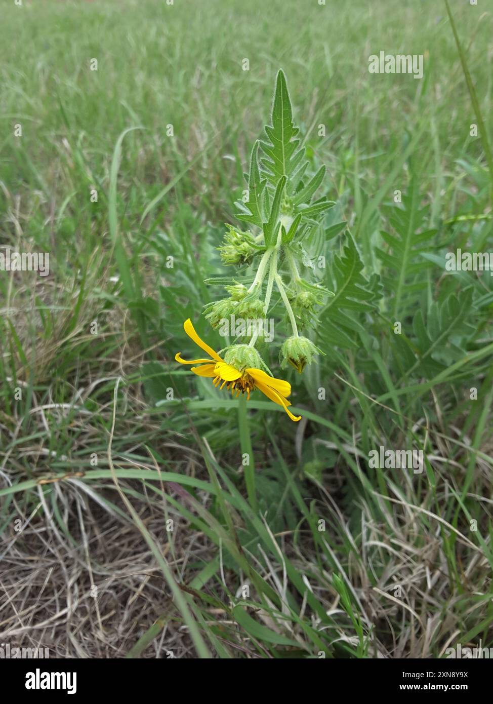 Engelmann daisy (Engelmannia peristenia) Plantae Stock Photo - Alamy