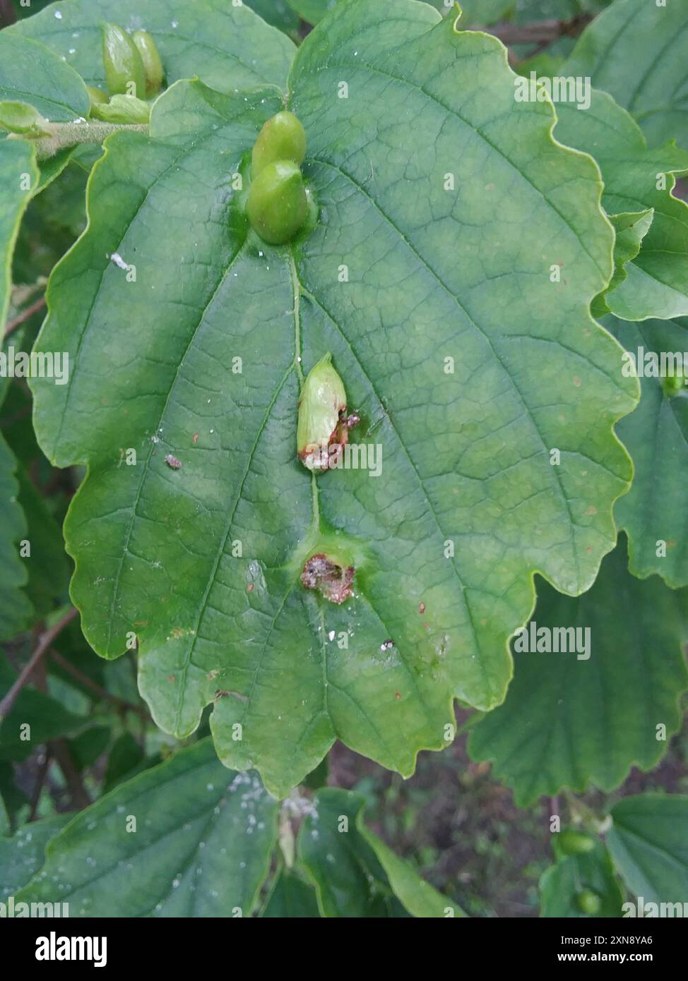 Witch-hazel Cone Gall Aphid (Hormaphis hamamelidis) Insecta Stock Photo ...