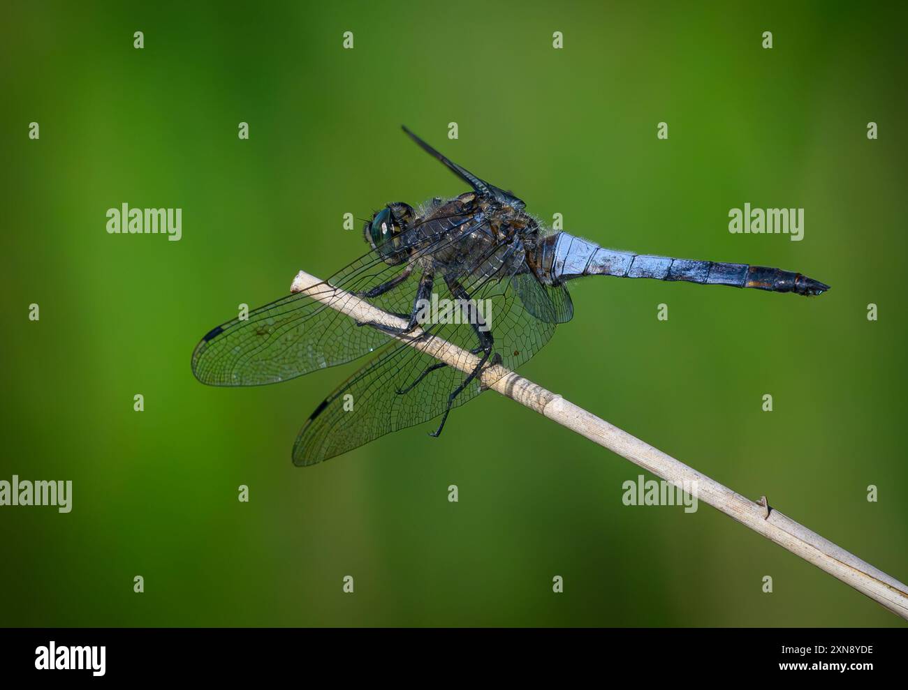 30 July 2024, Brandenburg, Petersdorf: A large dragonfly (Anisoptera ...
