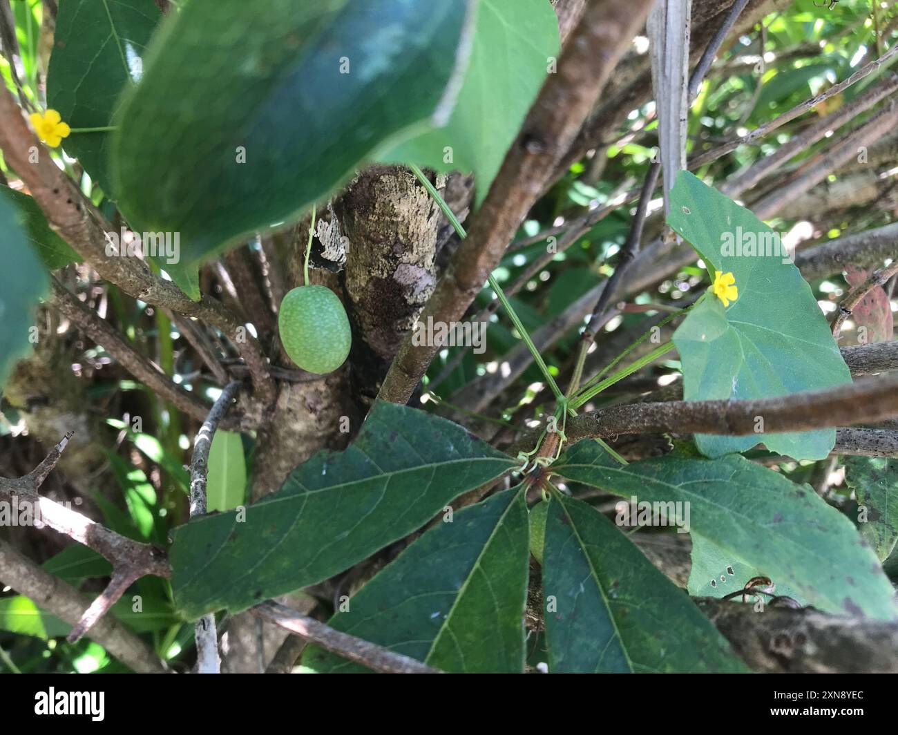 creeping cucumber (Melothria pendula) Plantae Stock Photo - Alamy