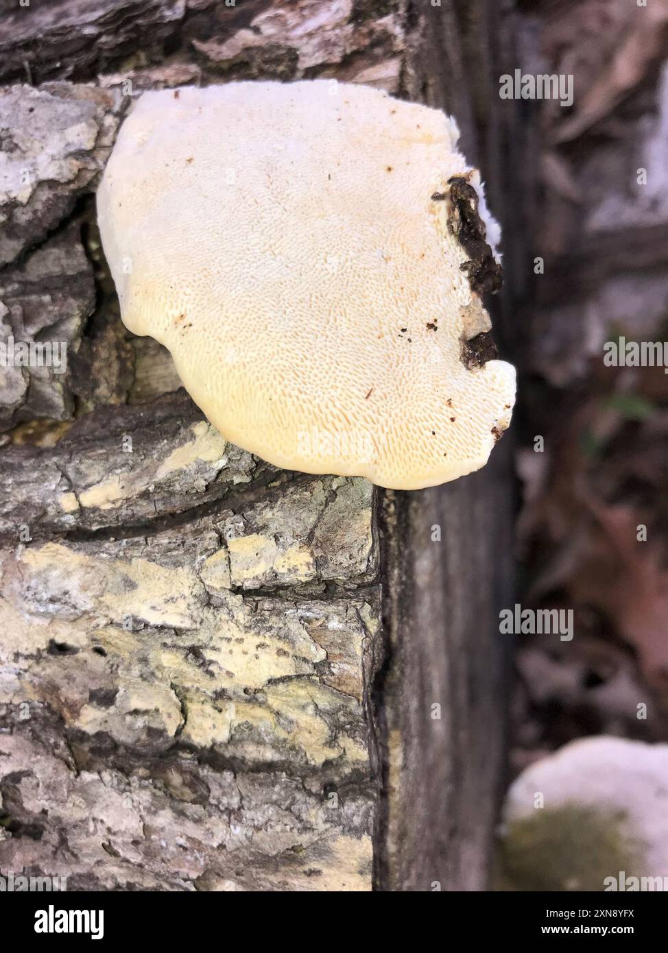 Lumpy Bracket (Trametes gibbosa) Fungi Stock Photo - Alamy