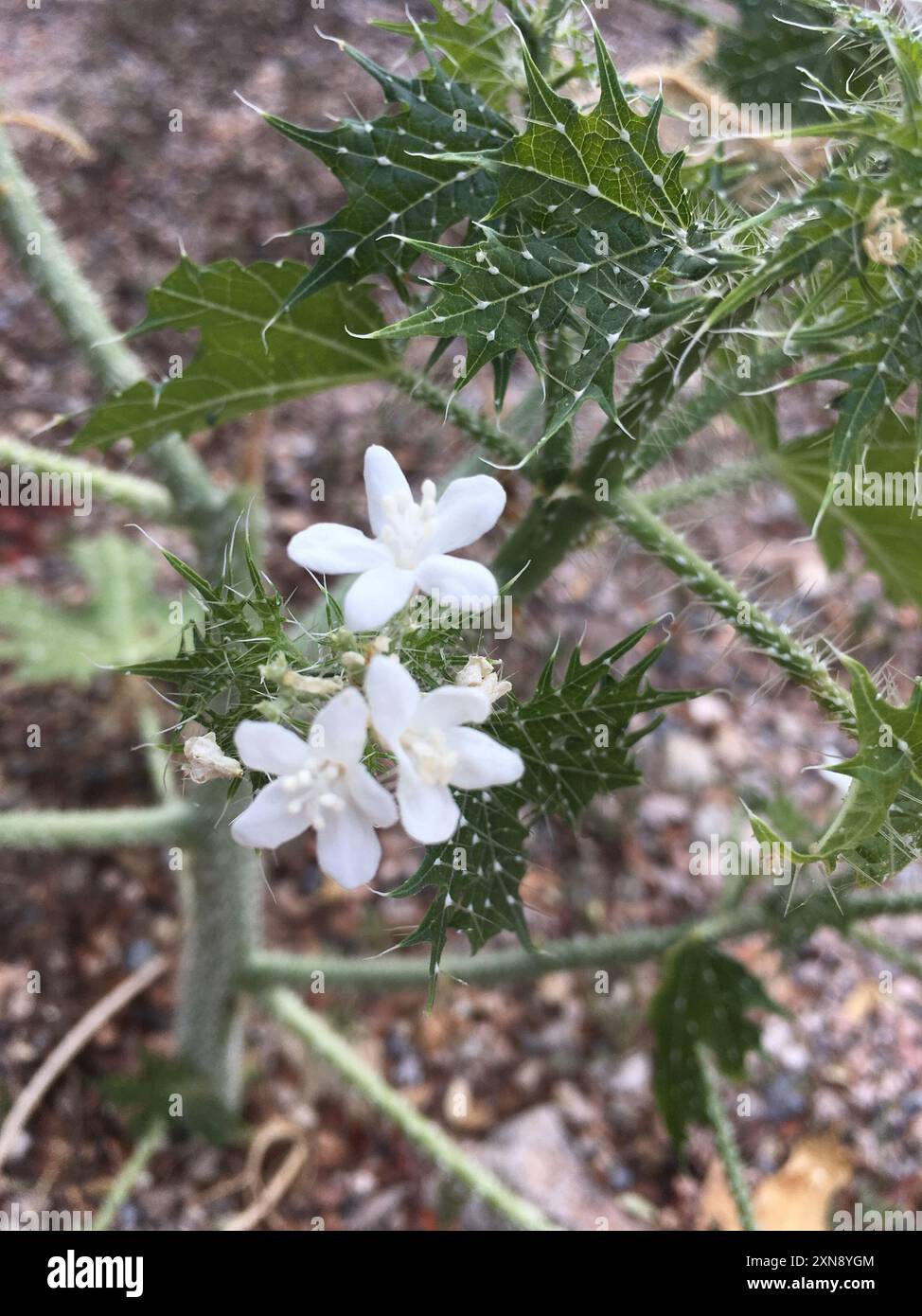 Spotted Bullnettle (Cnidoscolus maculatus) Plantae Stock Photo - Alamy