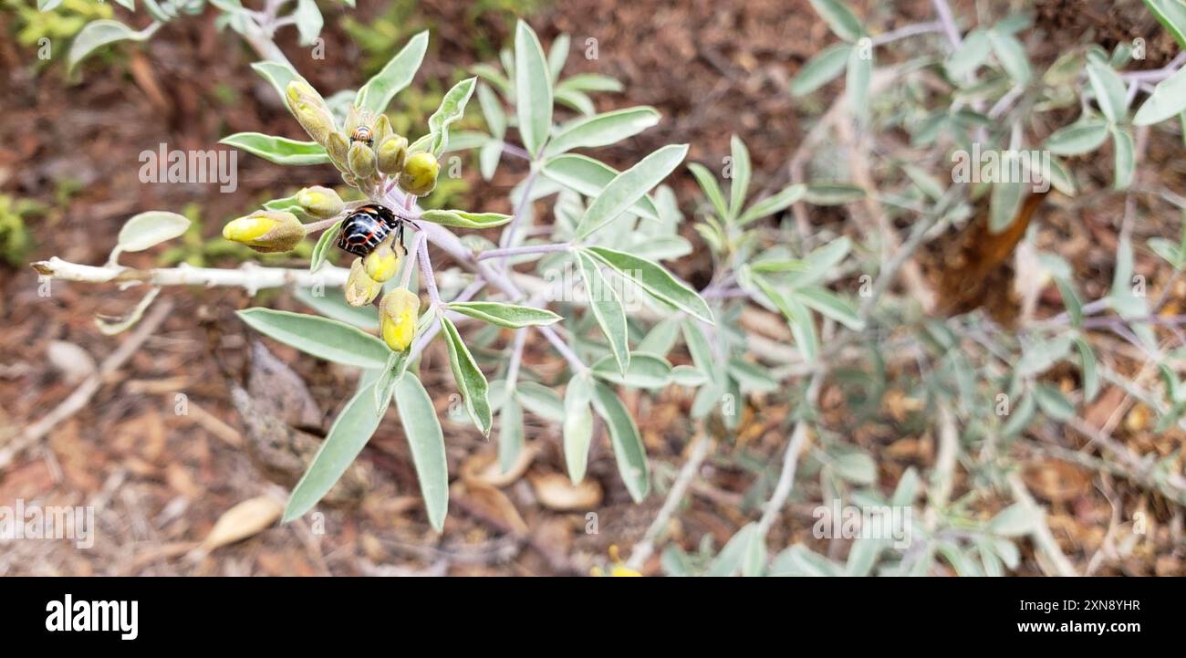 Bladderpod (Cleomella arborea) Plantae Stock Photo - Alamy