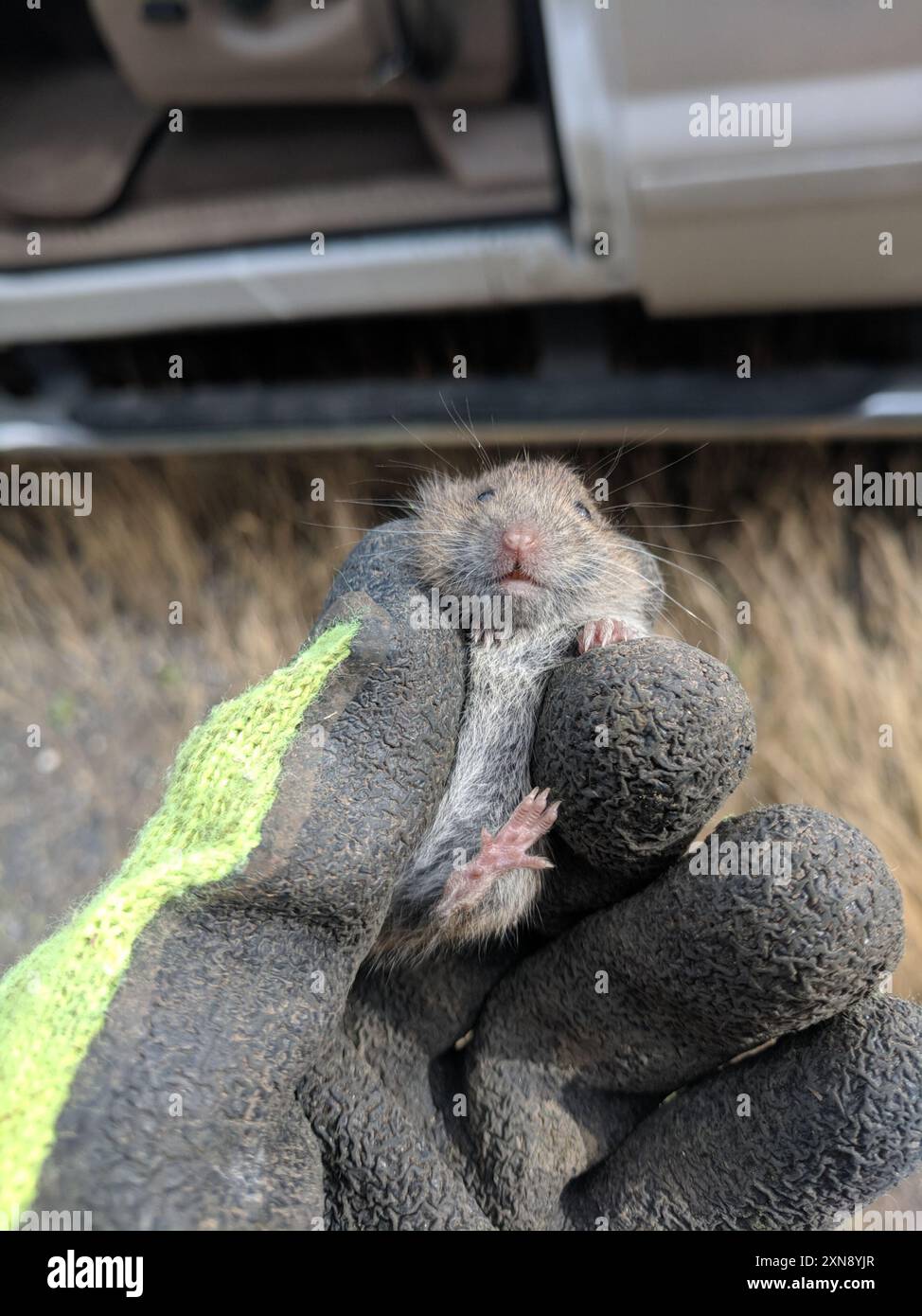 Meadow Voles (Microtus) Mammalia Stock Photo - Alamy