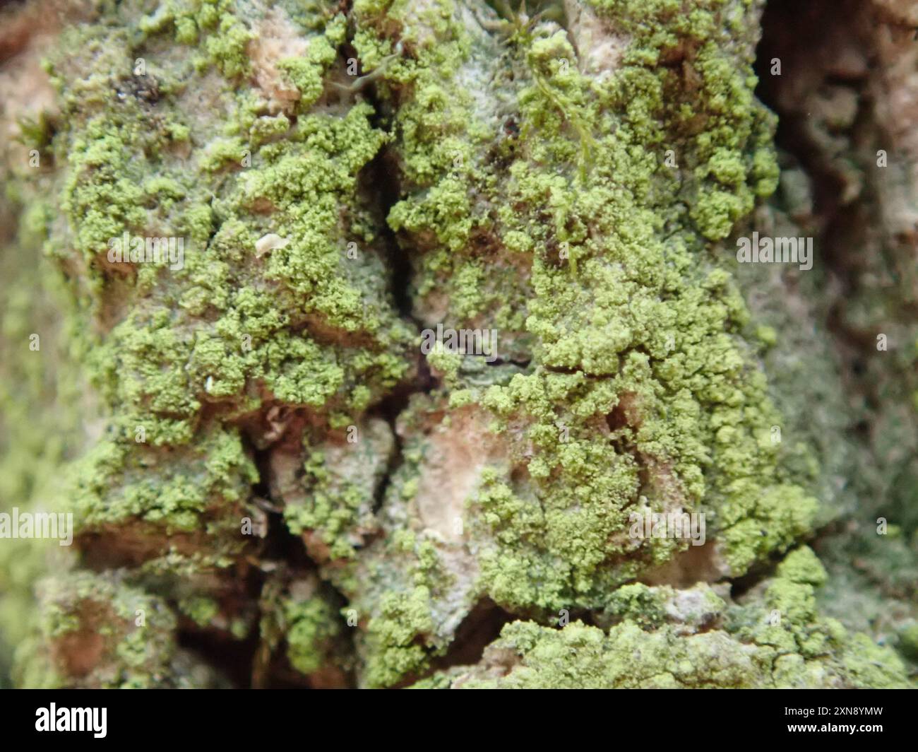 Printzens hi-res stock photography and images - Alamy