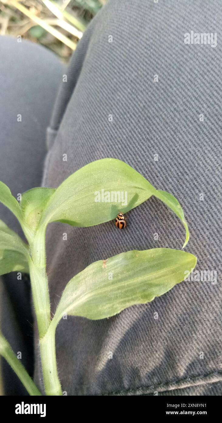 Micraspis hi-res stock photography and images - Alamy